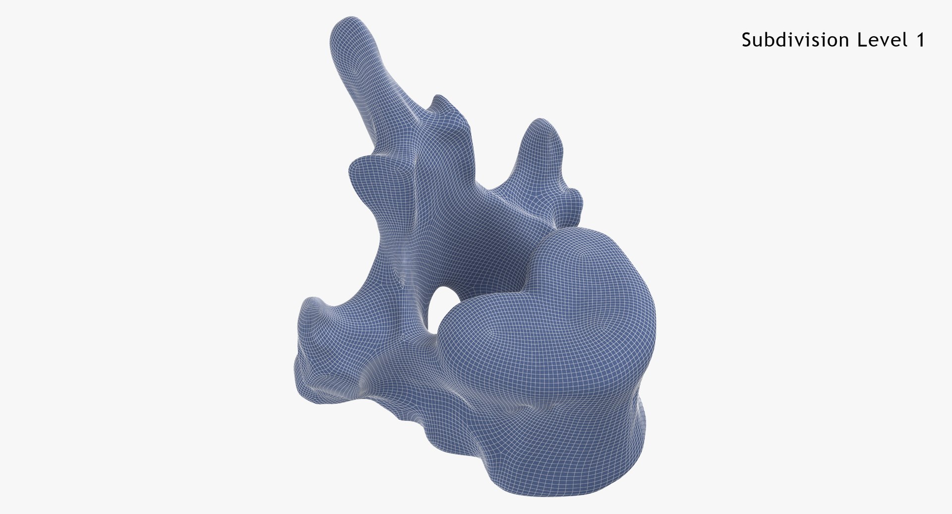 Bear Ursus Thoracic Vertebrae T11 3D Model - TurboSquid 2163674