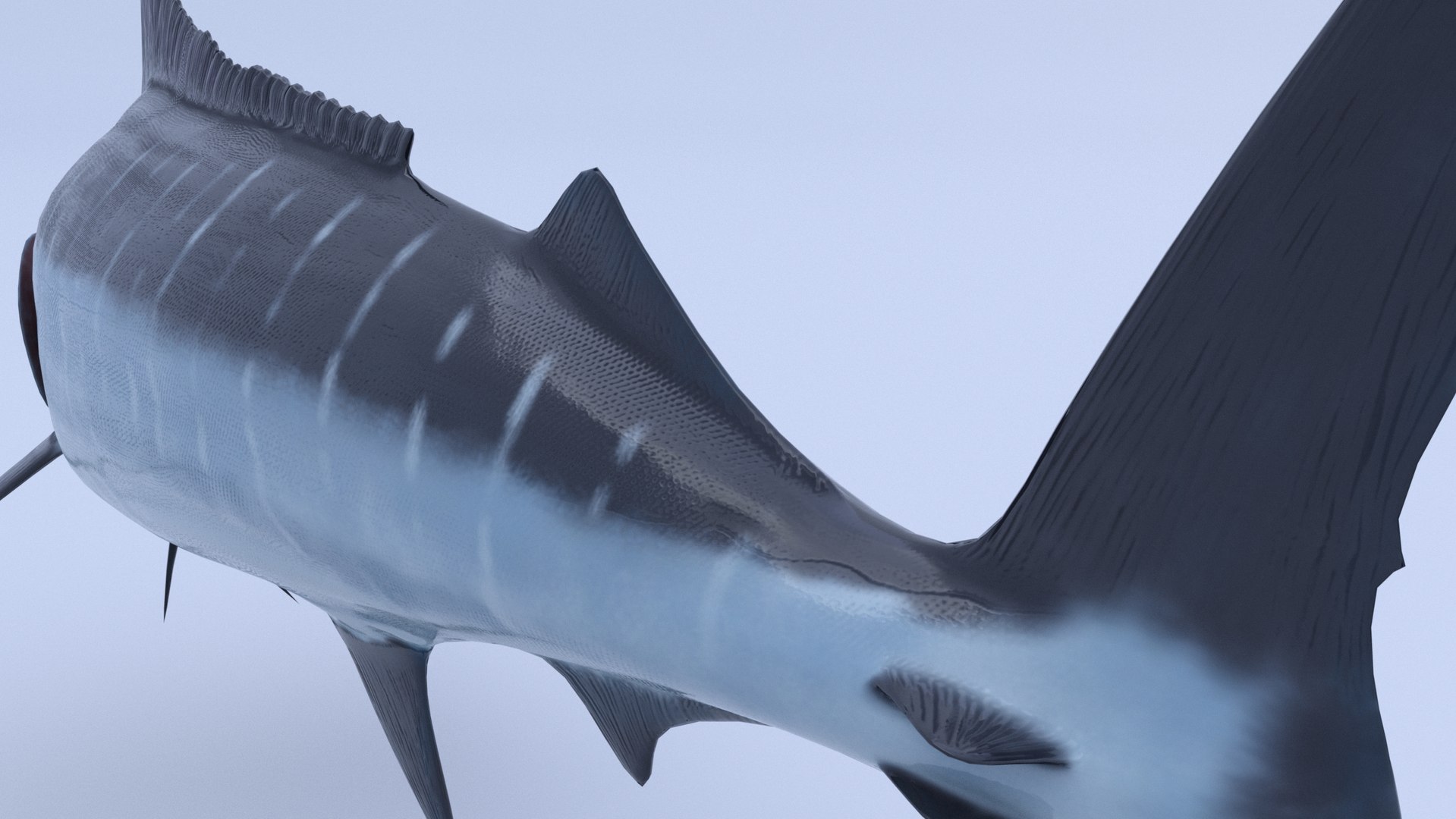 Fish marlin animations 3D - TurboSquid 1593162