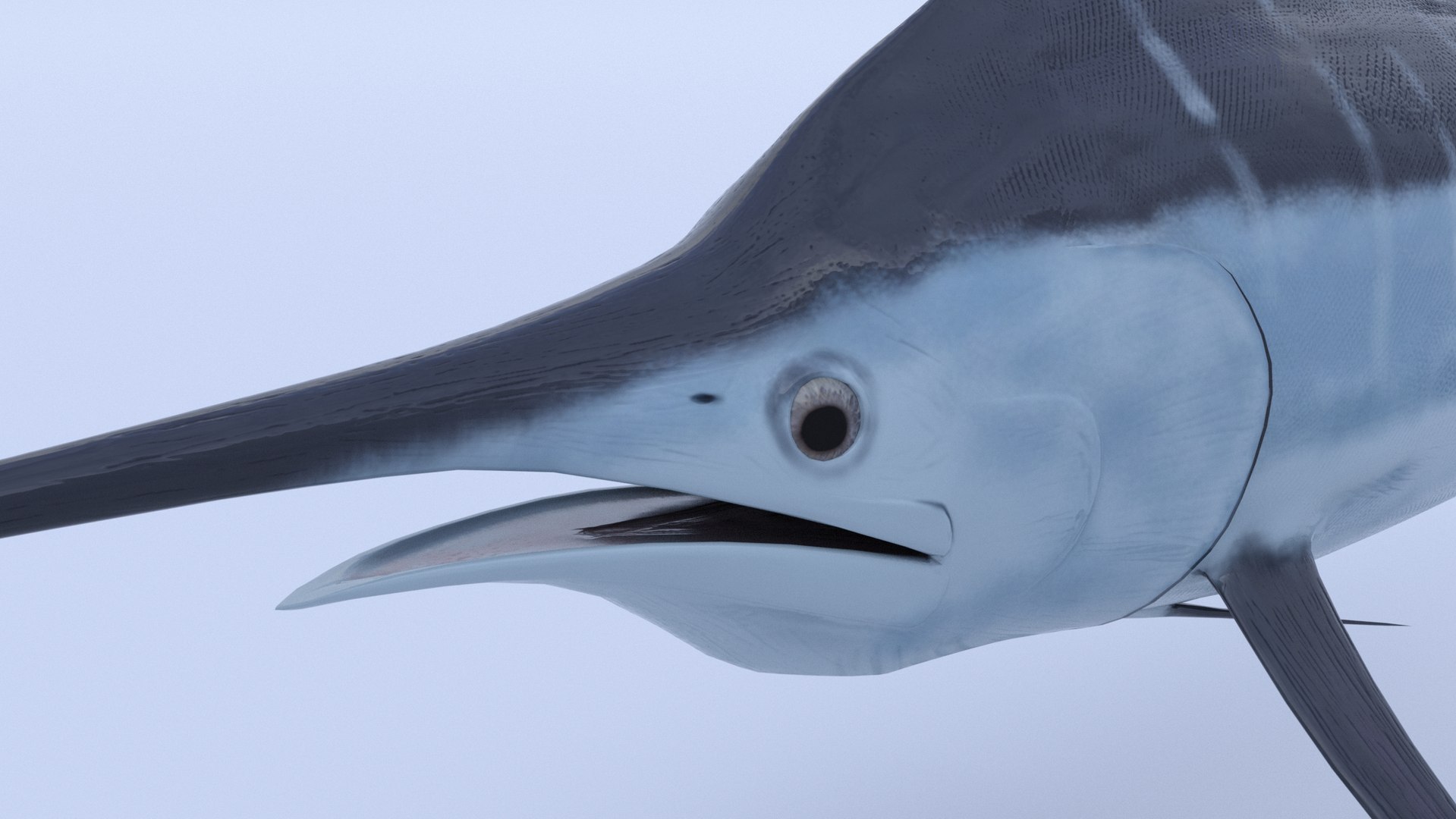 Fish marlin animations 3D - TurboSquid 1593162