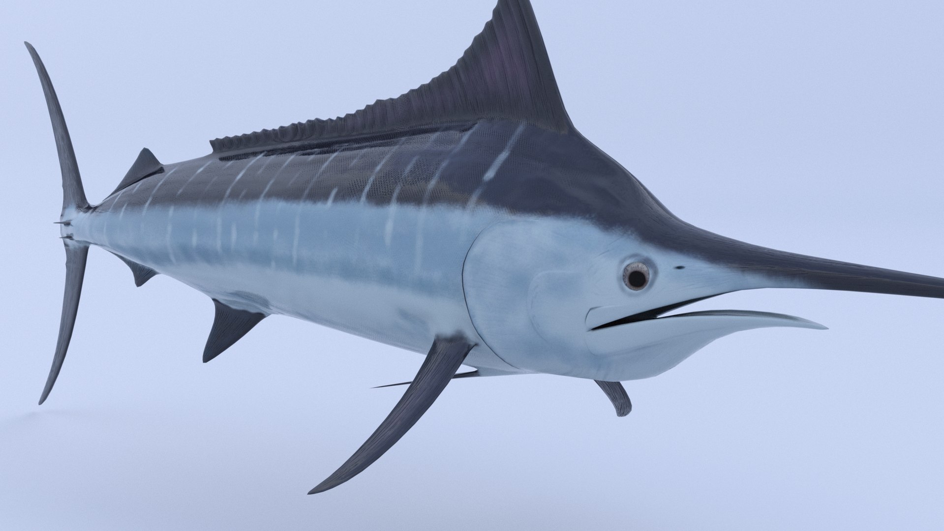 Fish marlin animations 3D - TurboSquid 1593162