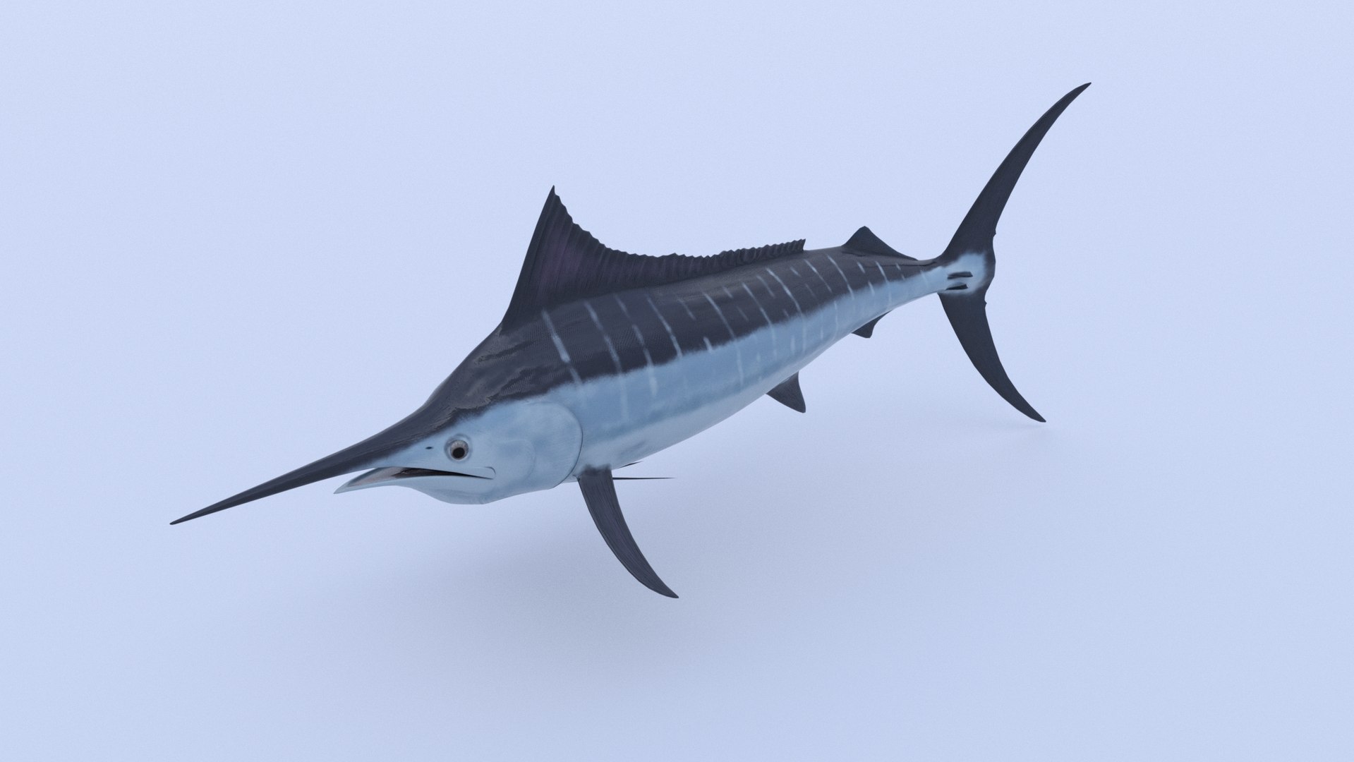 Fish marlin animations 3D - TurboSquid 1593162