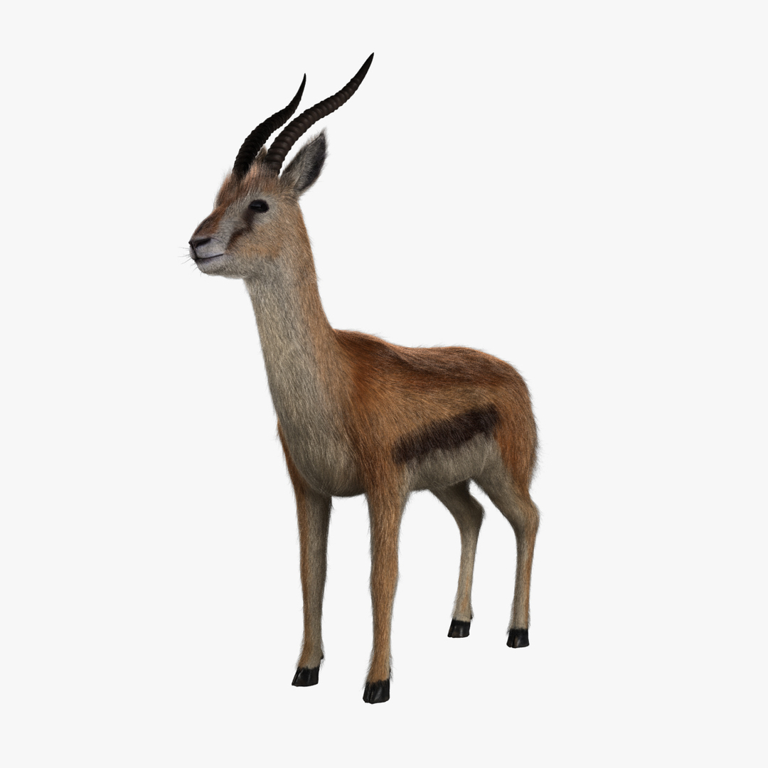 3d Model Of Thomson Gazelle - Fur