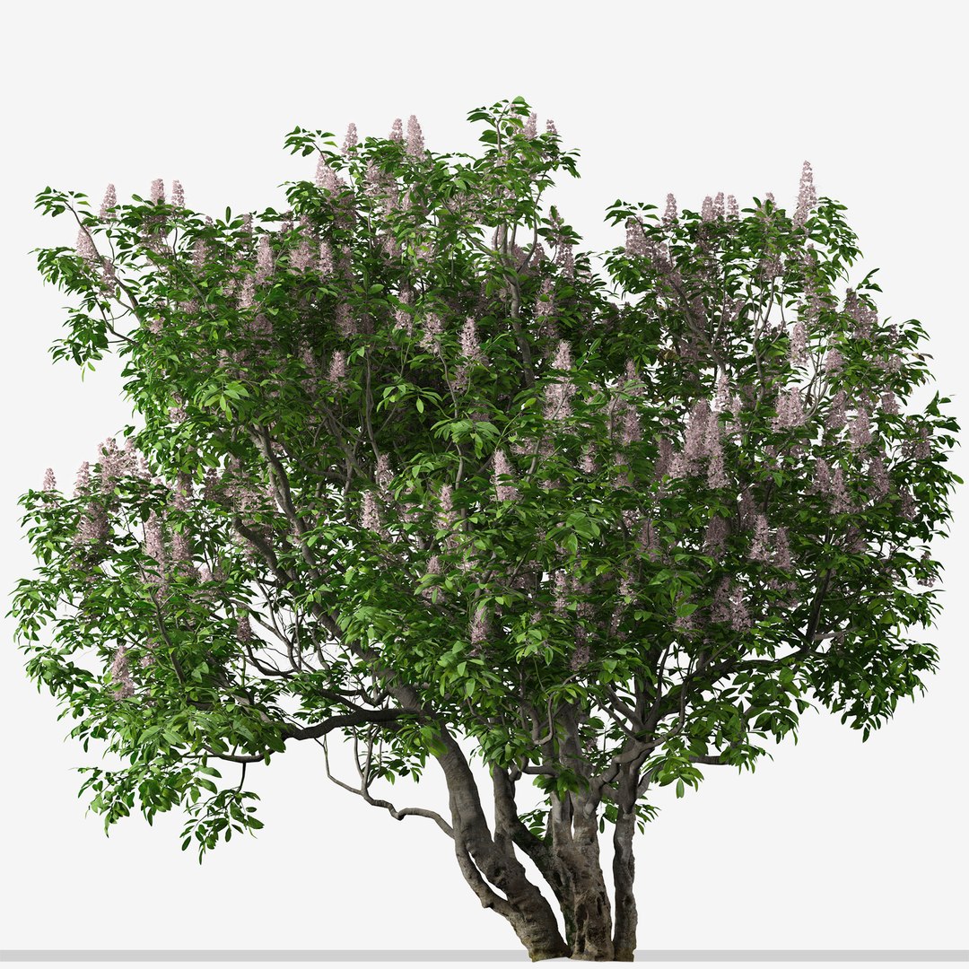3D model California buckeye or Aesculus californica Tree - TurboSquid ...