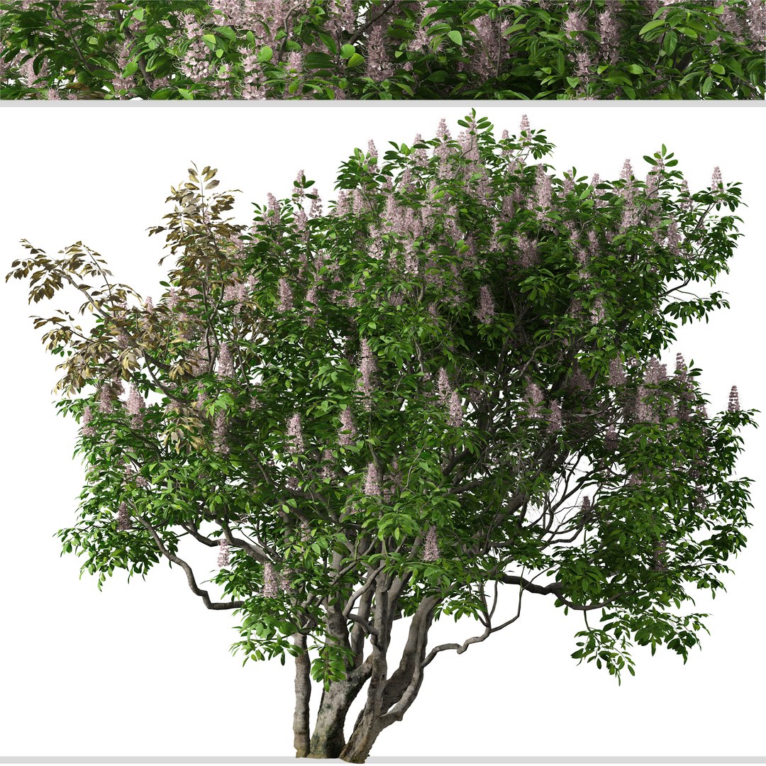 3D Model California Buckeye Or Aesculus Californica Tree - TurboSquid ...