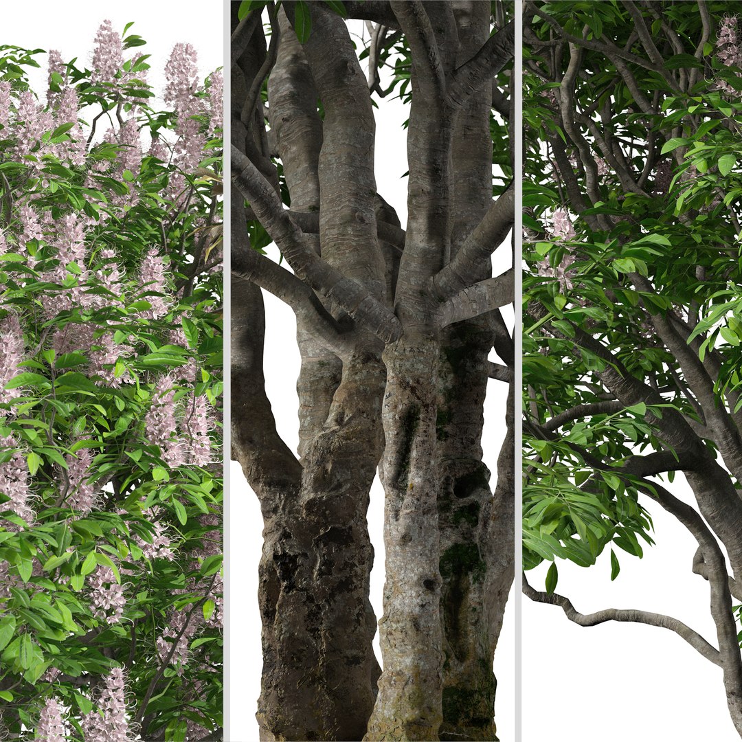3D Model California Buckeye Or Aesculus Californica Tree - TurboSquid ...