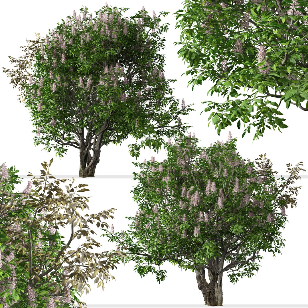 3D Model California Buckeye Or Aesculus Californica Tree - TurboSquid ...