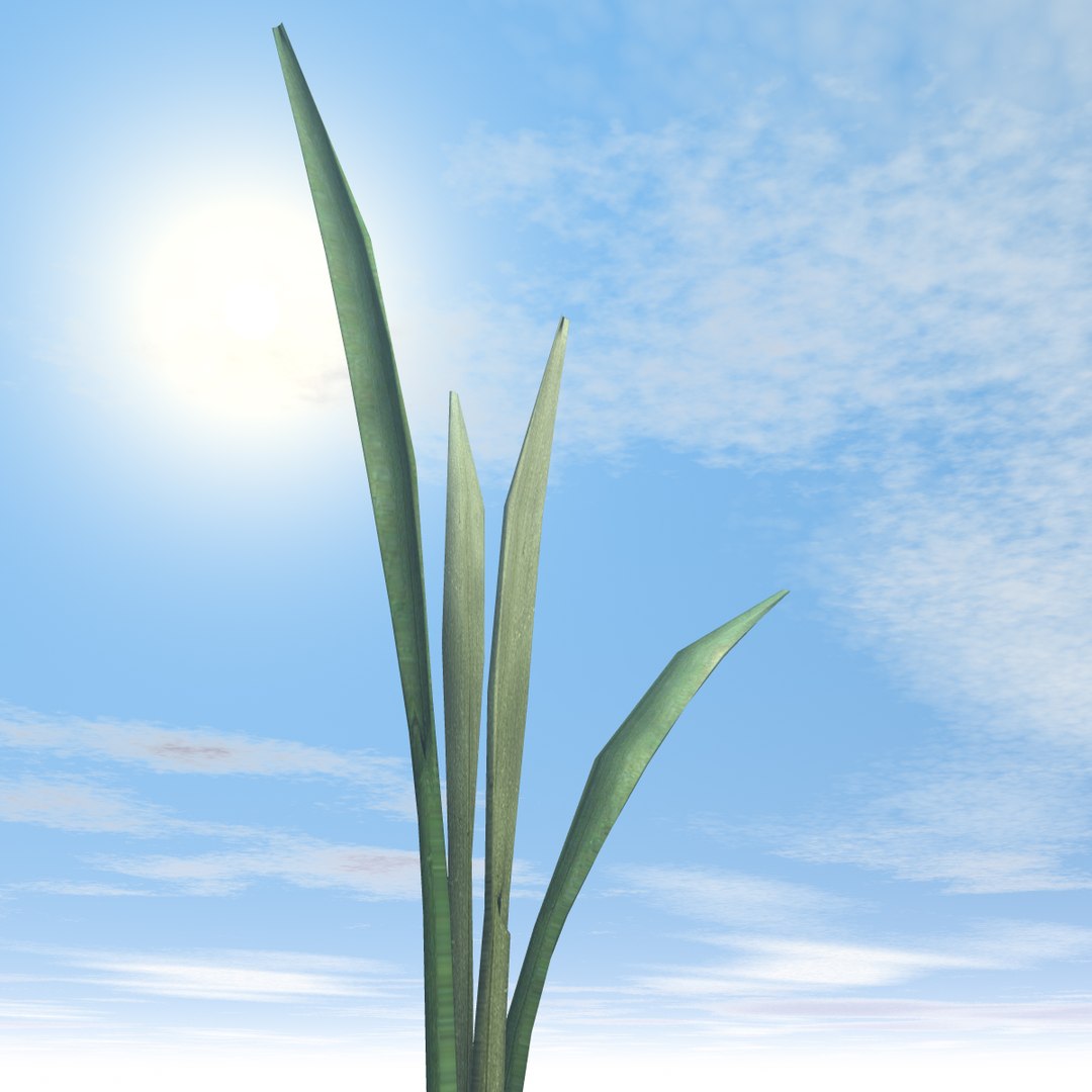 Medium Blades Grass 3ds