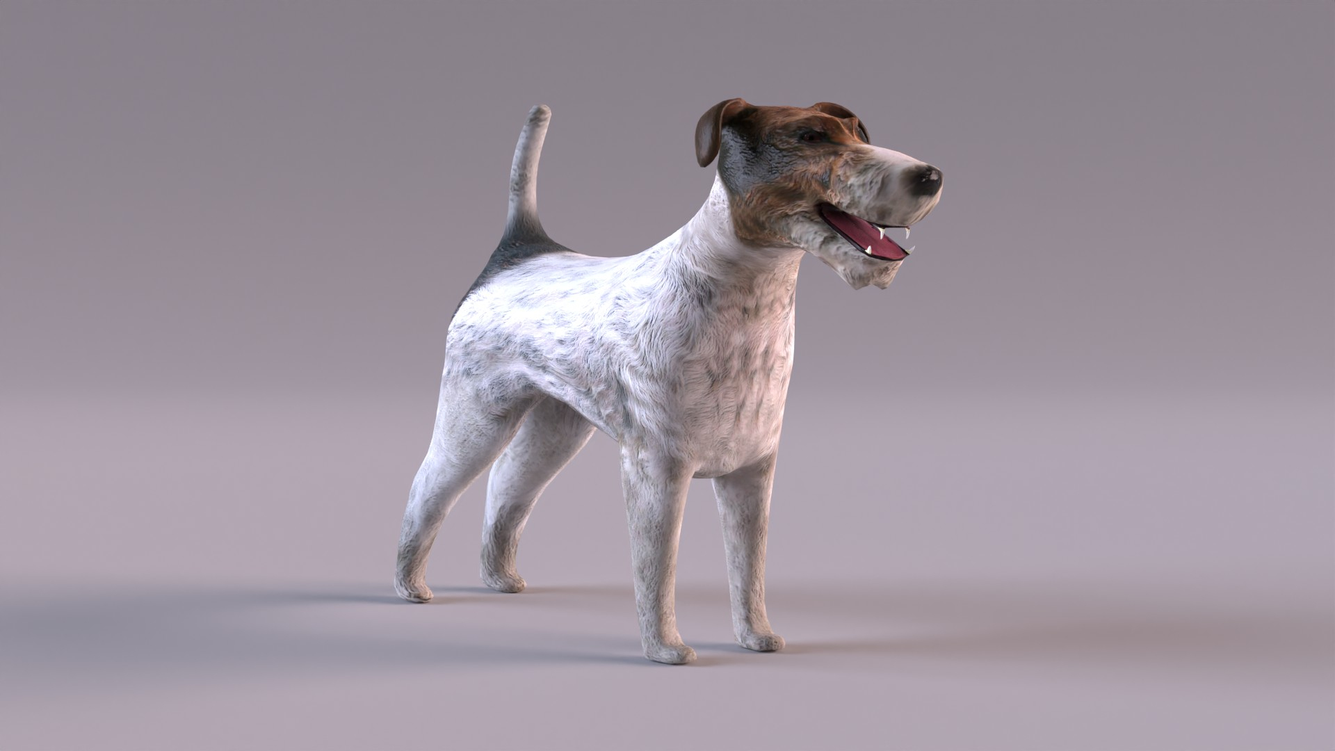 max fox terrier