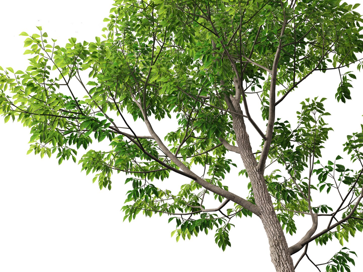 3D Fraxinus americana - White ash 01 - TurboSquid 2143303