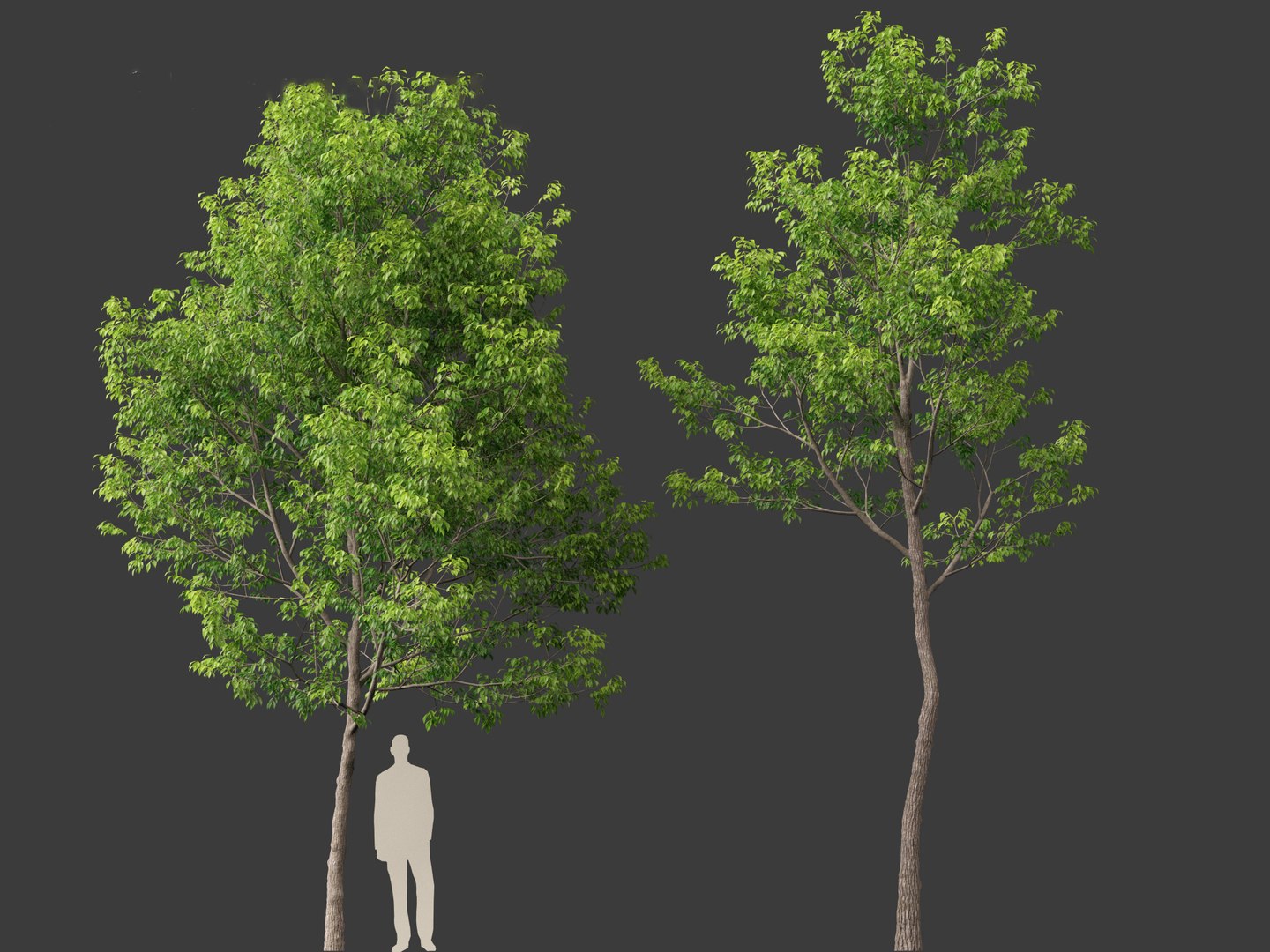 3D Fraxinus americana - White ash 01 - TurboSquid 2143303
