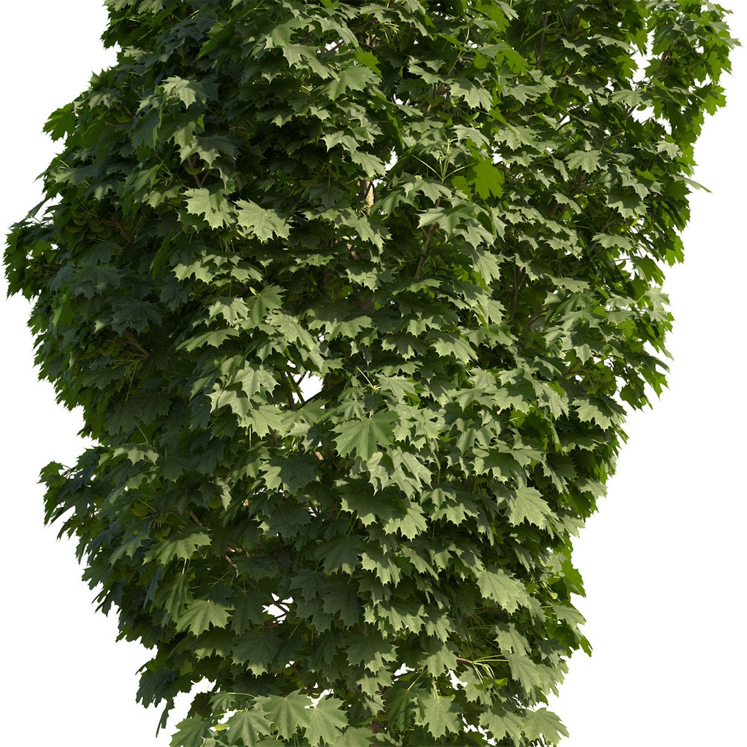 Norway Maple Tree Columnar 3d Max
