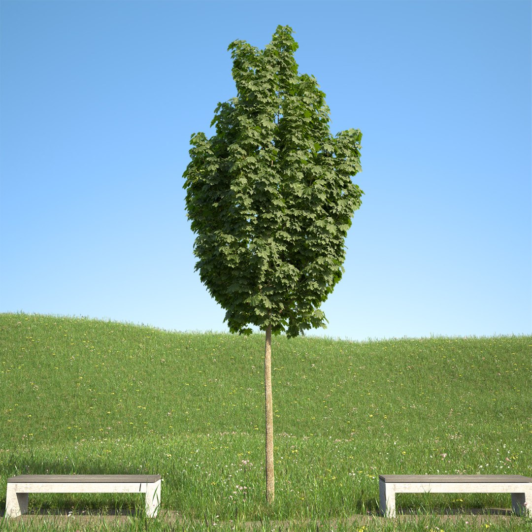Norway Maple Tree Columnar 3d Max
