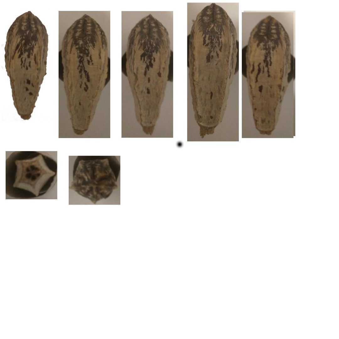 3D seed pod model - TurboSquid 1387078