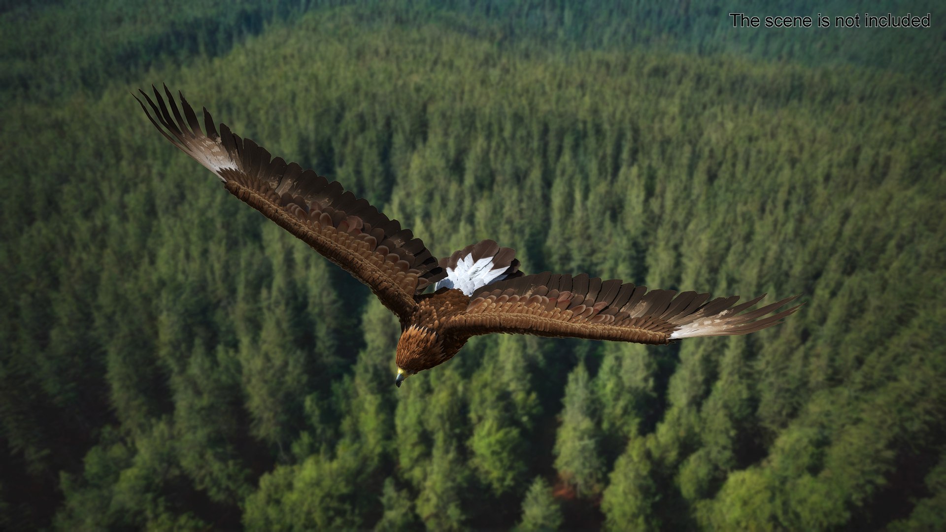 Flying Golden Eagle 3D Model - TurboSquid 2261400