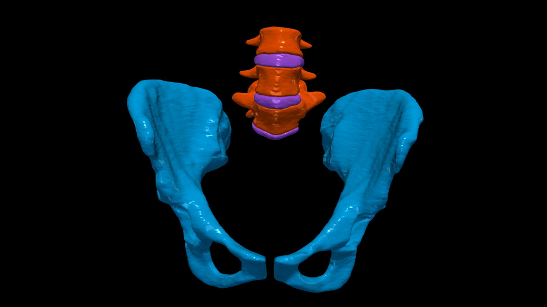 Pelvis With Neurovascular Supply Model - TurboSquid 2077235