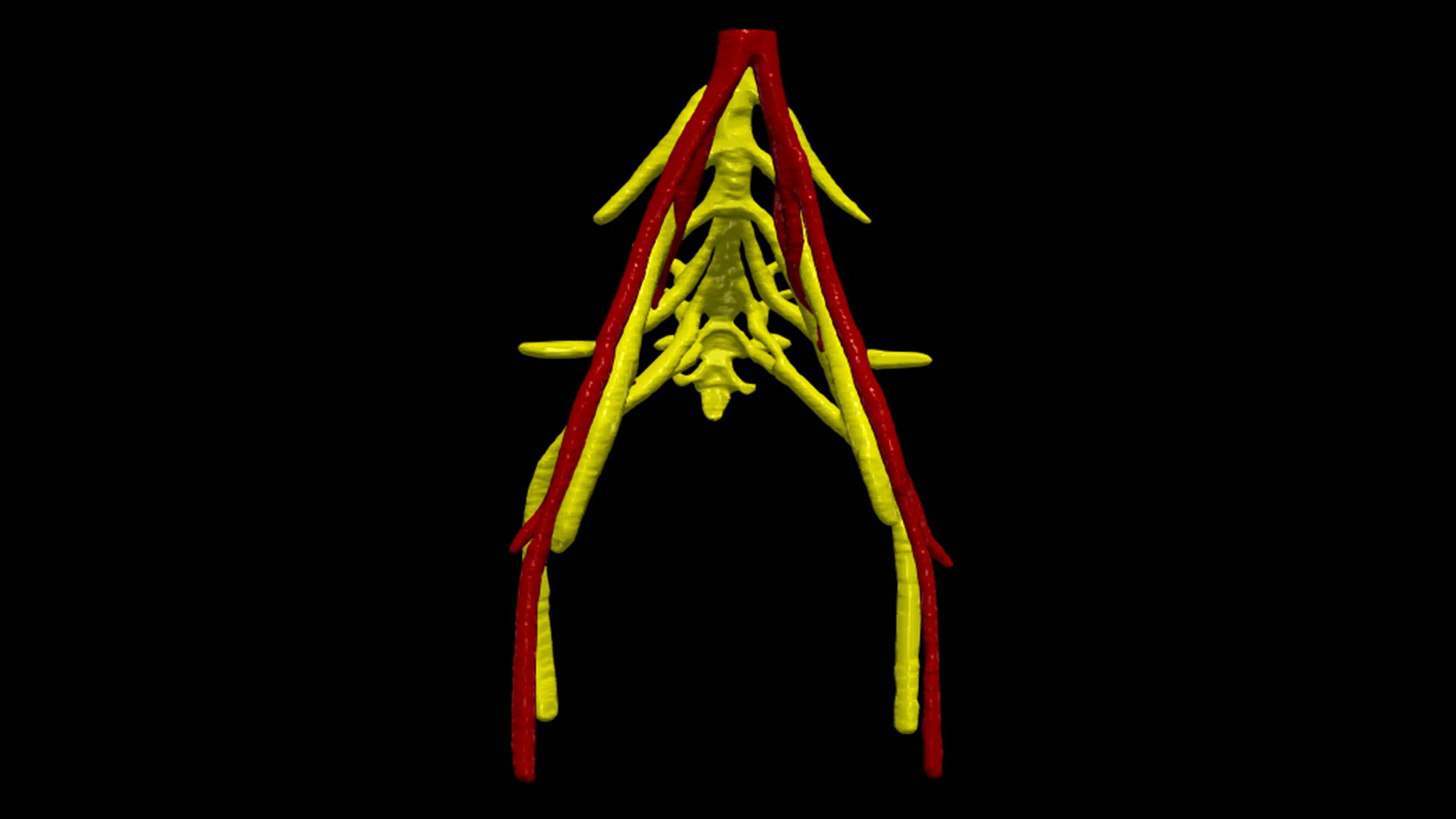 Pelvis With Neurovascular Supply Model - TurboSquid 2077235