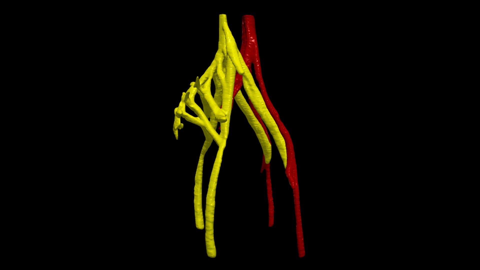 Pelvis With Neurovascular Supply Model - TurboSquid 2077235