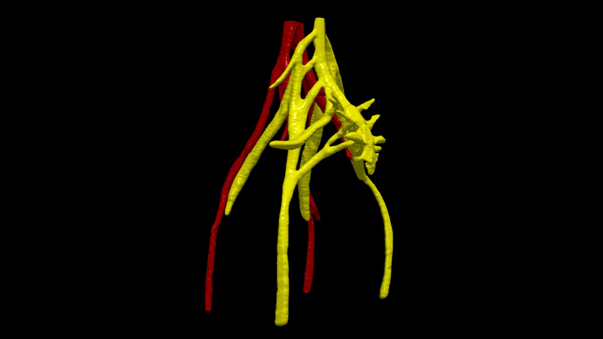 Pelvis With Neurovascular Supply Model - TurboSquid 2077235