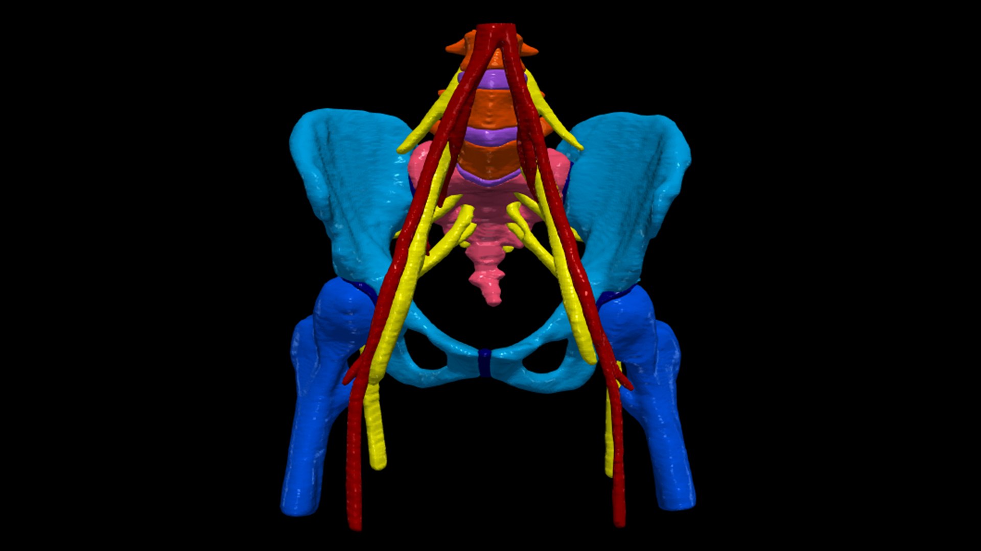 Pelvis With Neurovascular Supply Model - TurboSquid 2077235