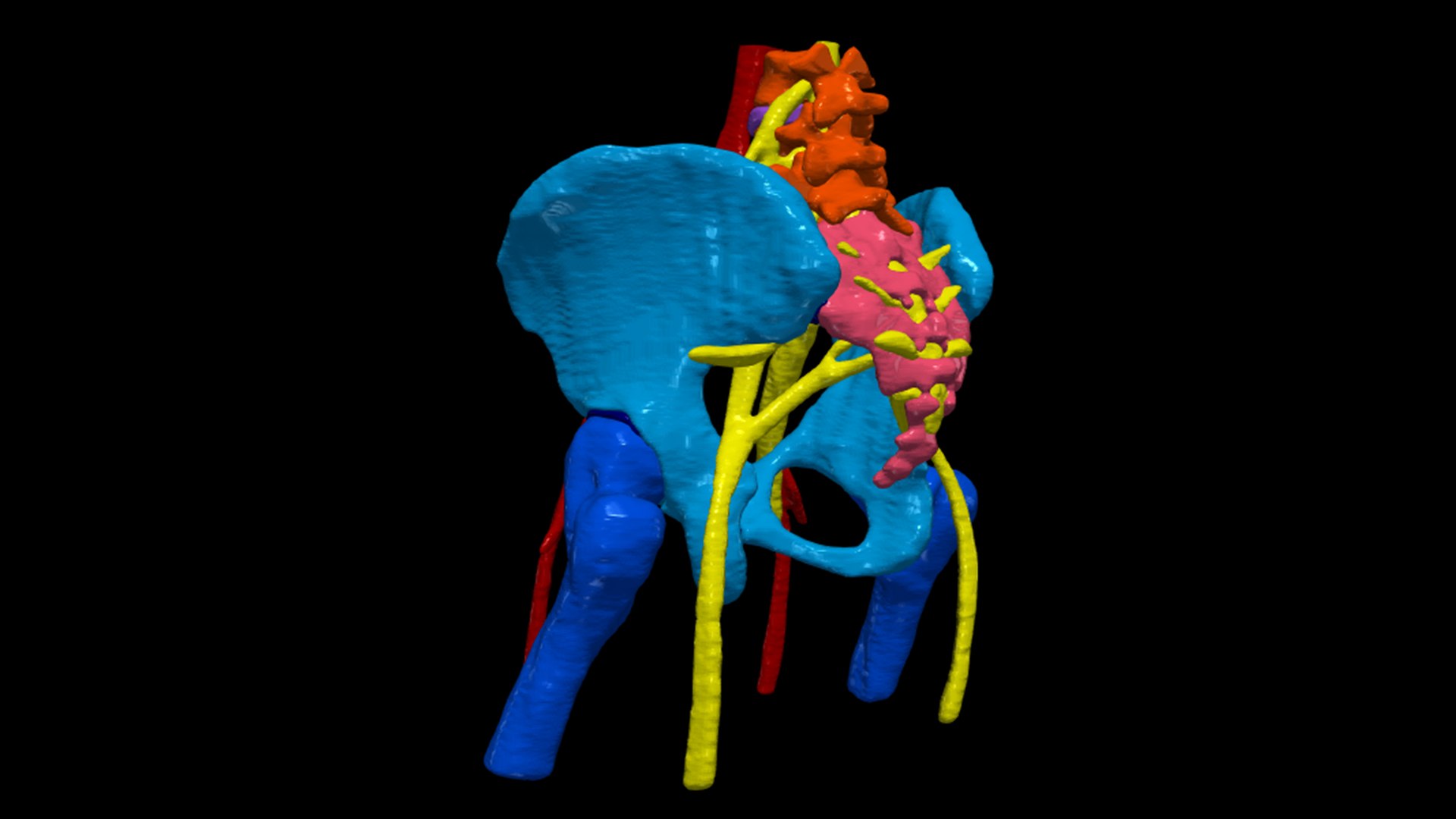 Pelvis With Neurovascular Supply Model - TurboSquid 2077235