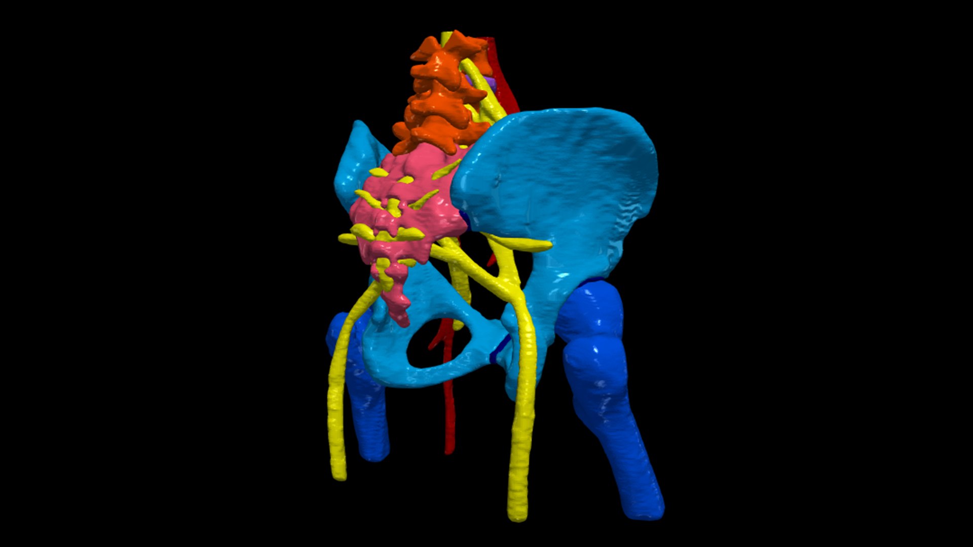 Pelvis With Neurovascular Supply Model - TurboSquid 2077235