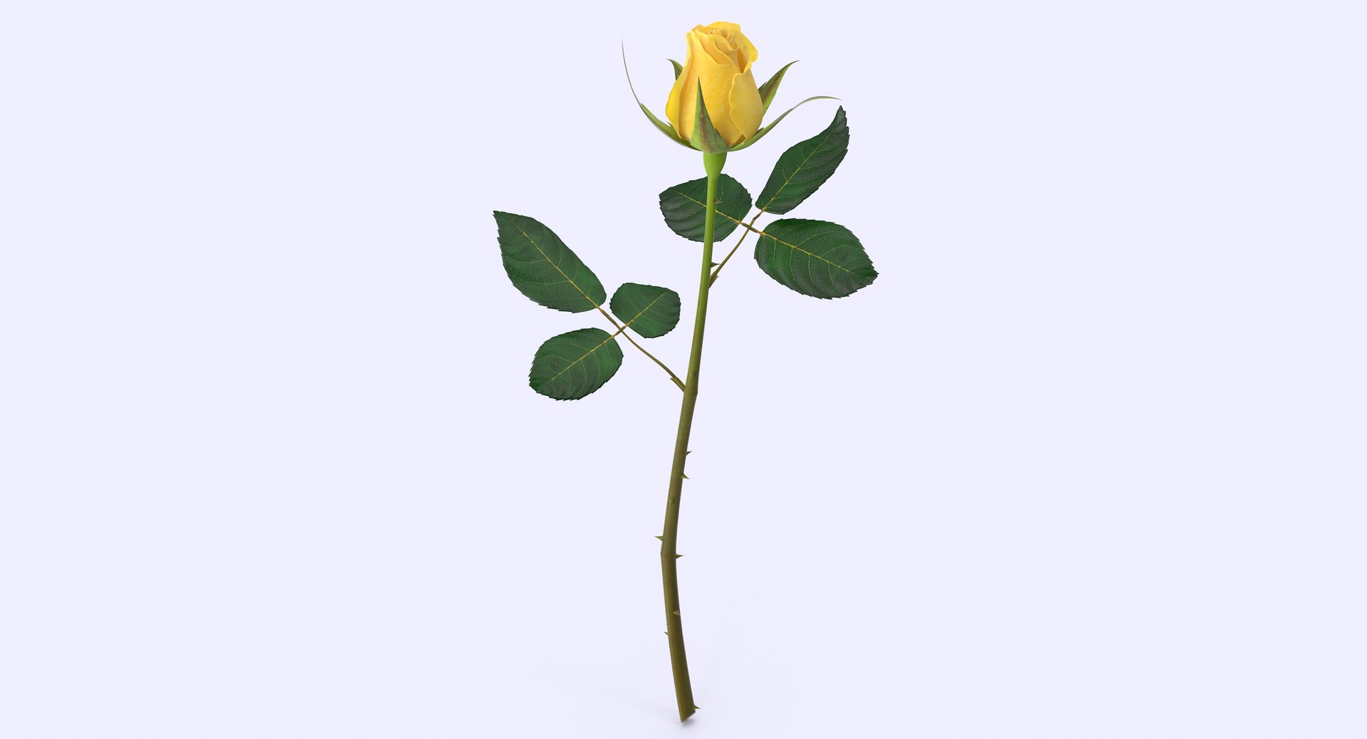 3d Max Rose Modeled