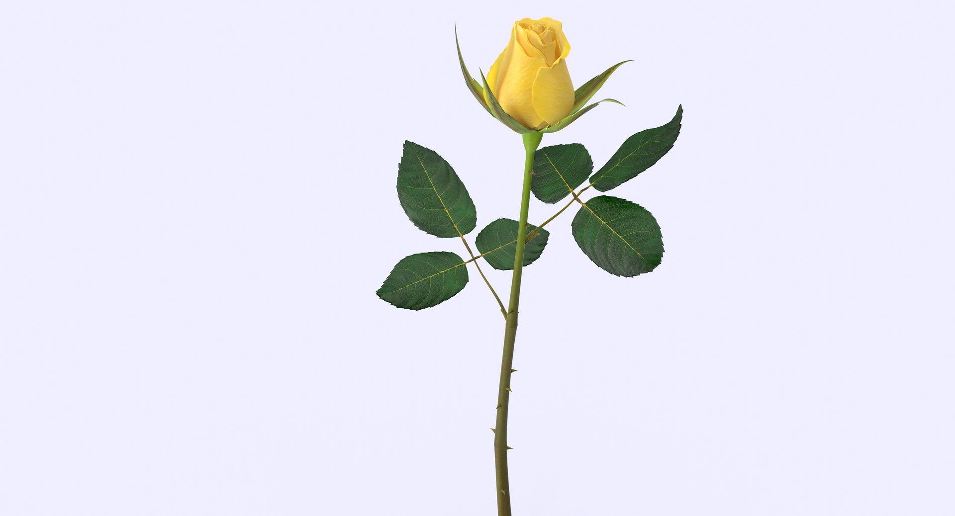3d Max Rose Modeled