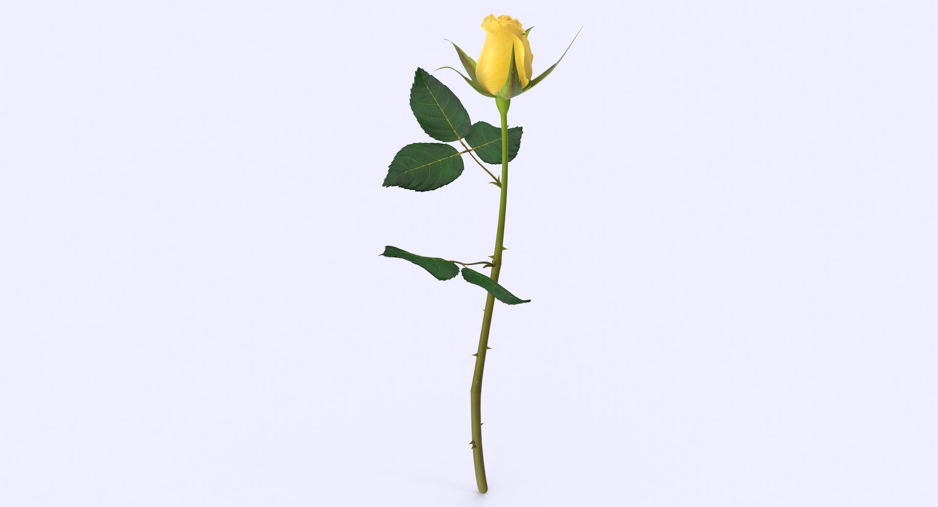 3d Max Rose Modeled
