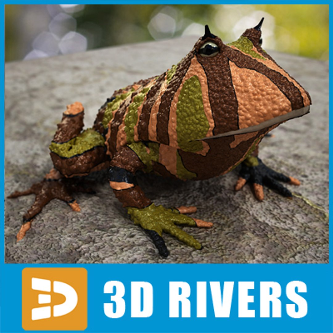 3d Model Of Argentine Horned Frog