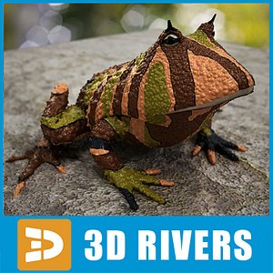 Argentine Horned Frog 3D Models for Download | TurboSquid