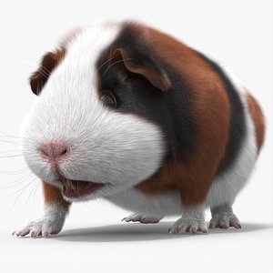 Low Poly Guinea Pig 3D Models For Download | TurboSquid