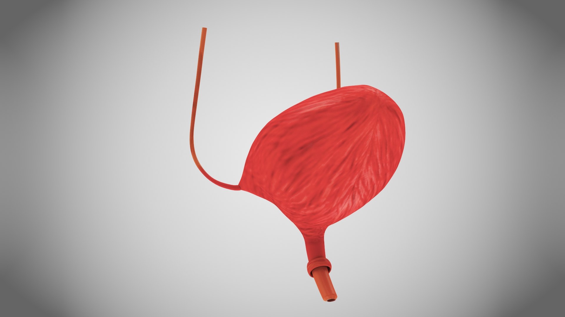 Bladder With Anatomic Cut 3D - TurboSquid 1847852