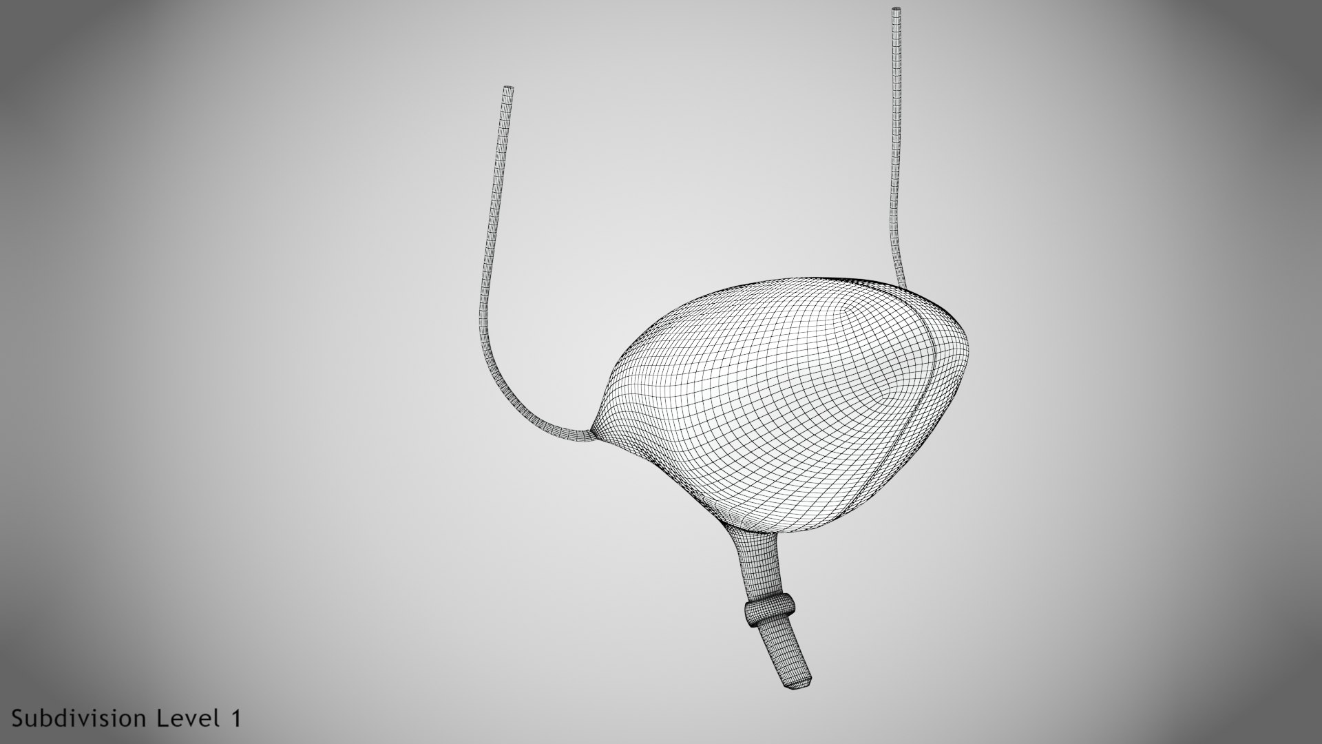 Bladder with anatomic cut 3D - TurboSquid 1847852