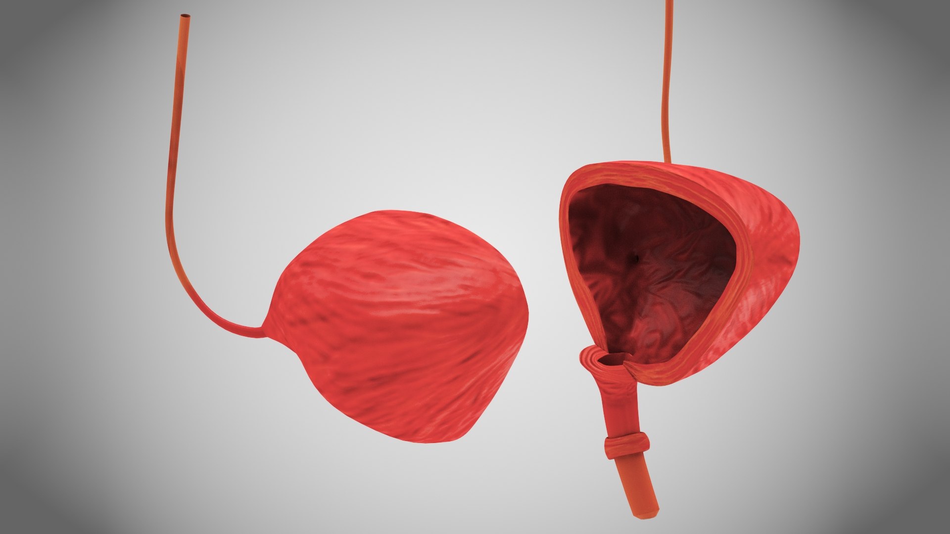 Bladder With Anatomic Cut 3D - TurboSquid 1847852