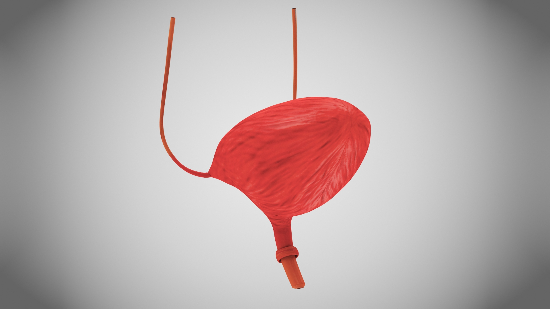 Bladder With Anatomic Cut 3D - TurboSquid 1847852