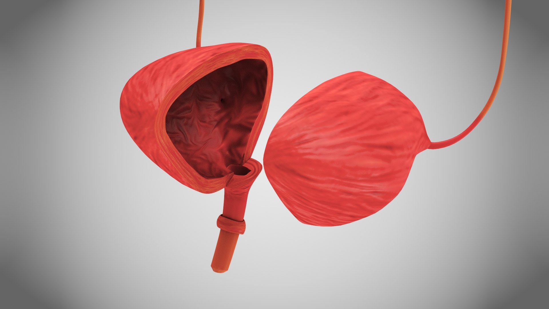 Bladder With Anatomic Cut 3D - TurboSquid 1847852