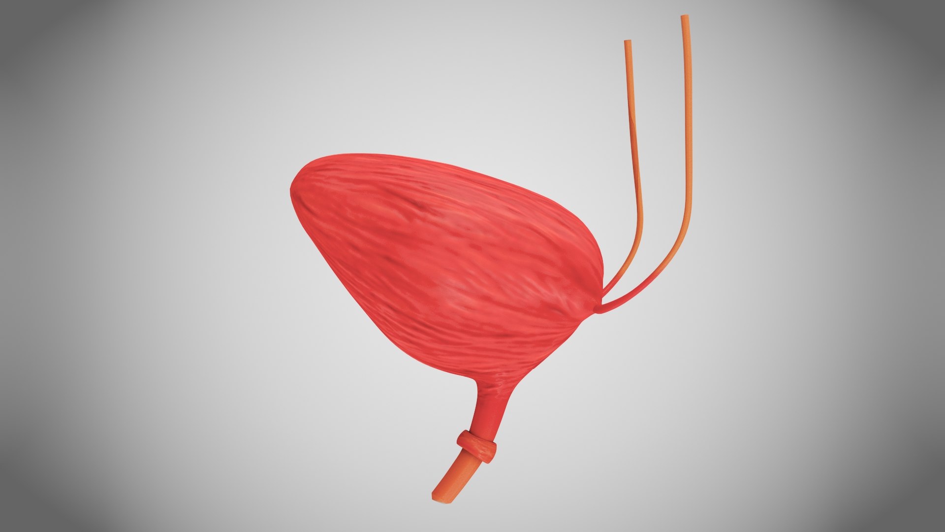 Bladder with anatomic cut 3D - TurboSquid 1847852