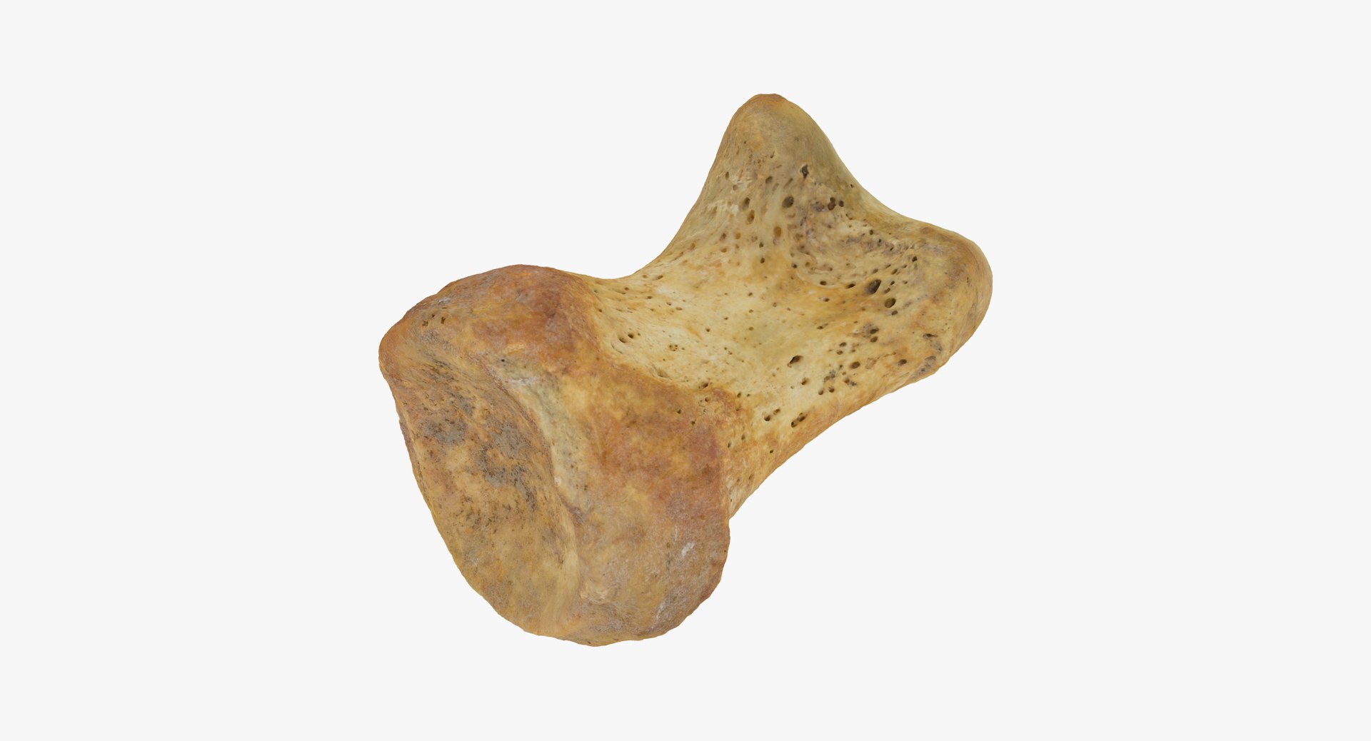 3D proximal phalanx bone big model - TurboSquid 1542830