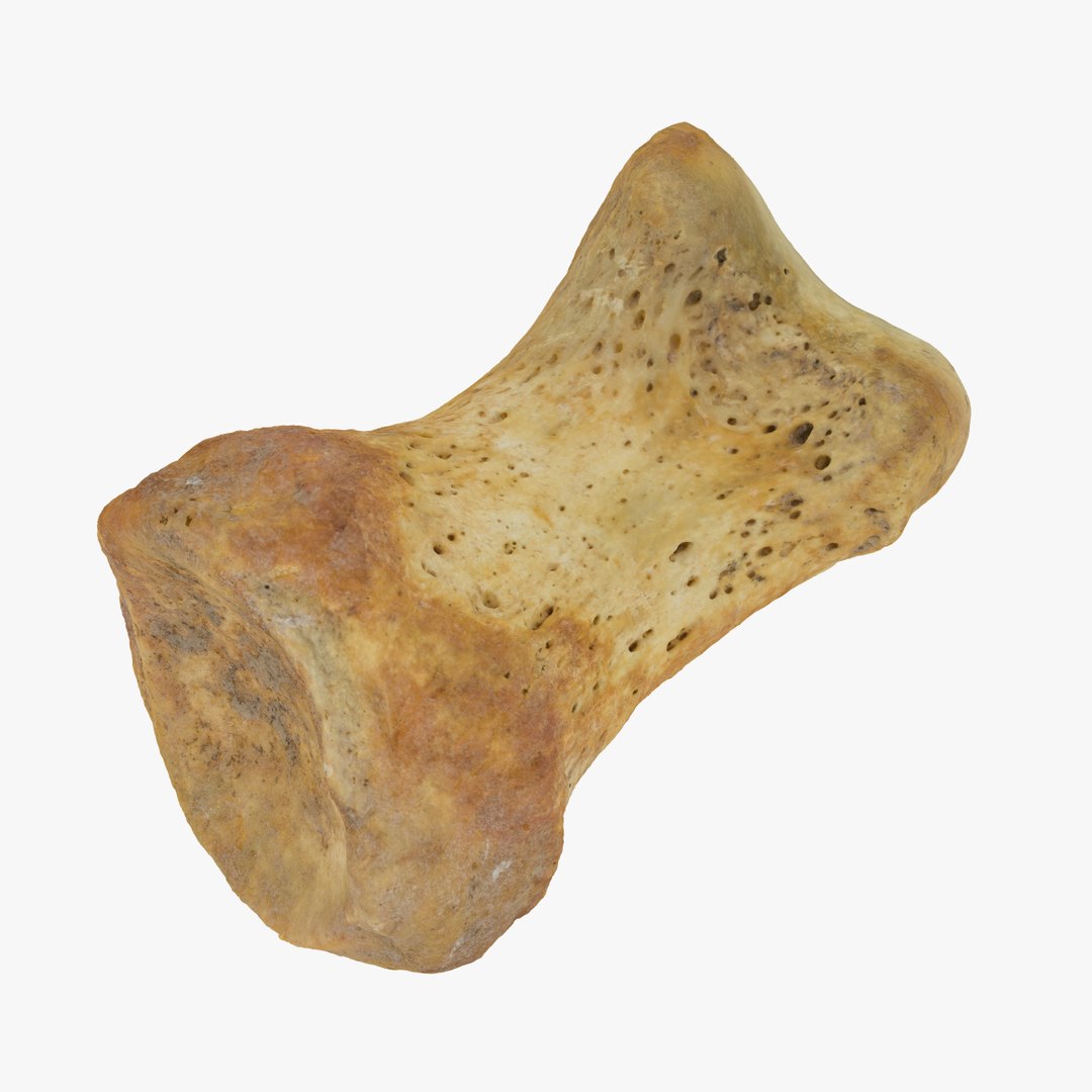 3D proximal phalanx bone big model - TurboSquid 1542830