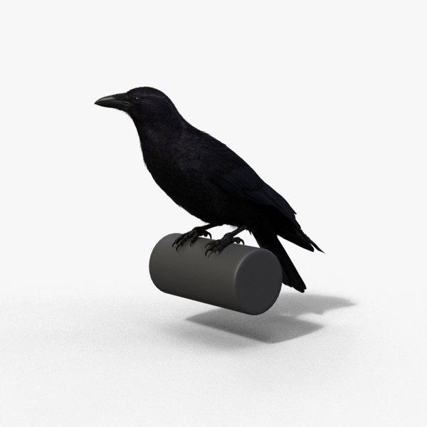 modelo 3d Carrion Crow Animated - TurboSquid 2005100