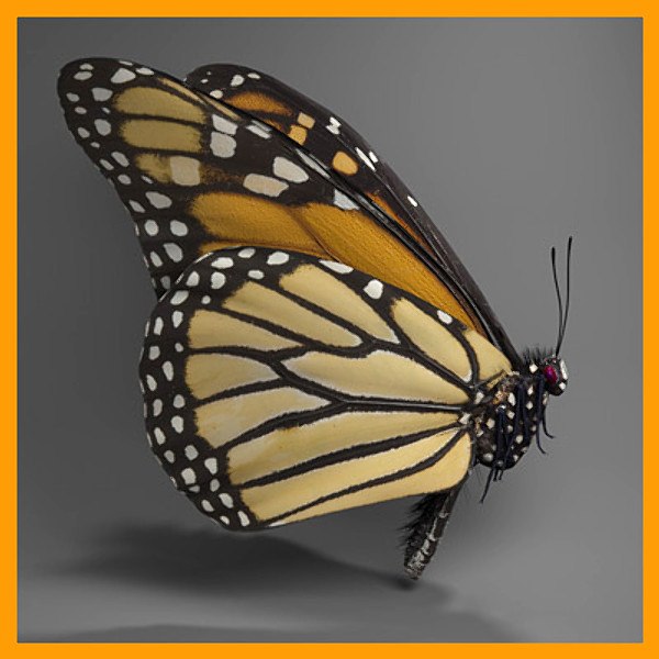 monarch butterfly c4d