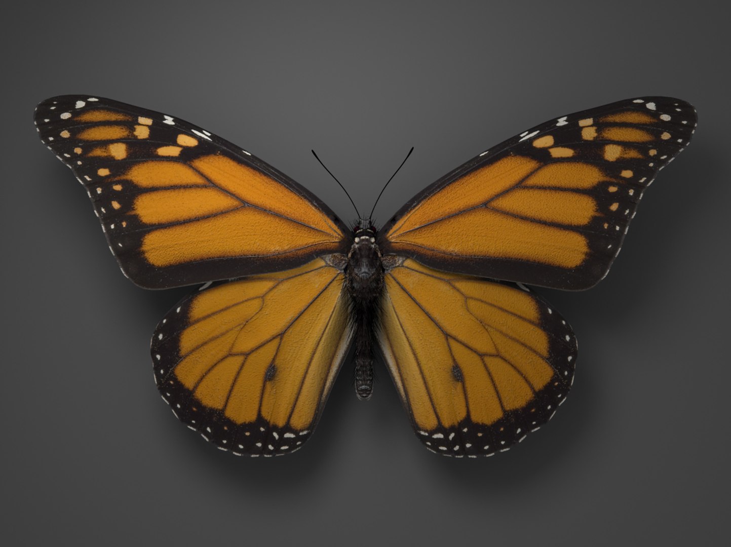 Monarch Butterfly 3d Ma