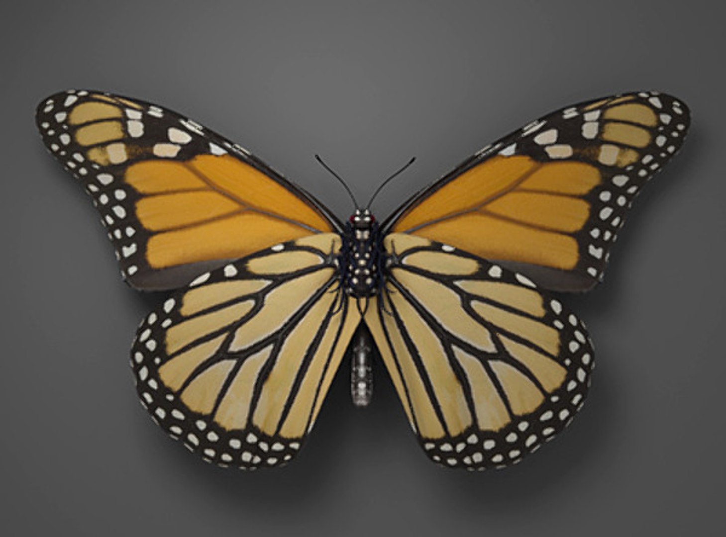 Monarch Butterfly 3d Ma