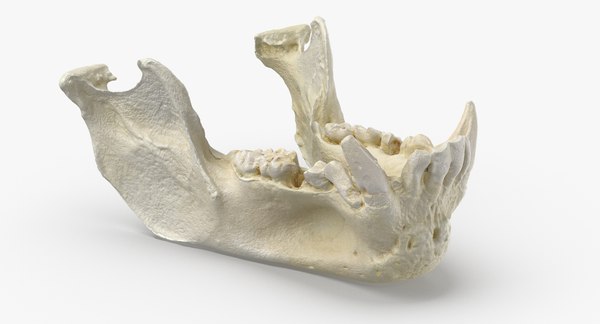 Pavian monkey male jaw 3D model - TurboSquid 1573484