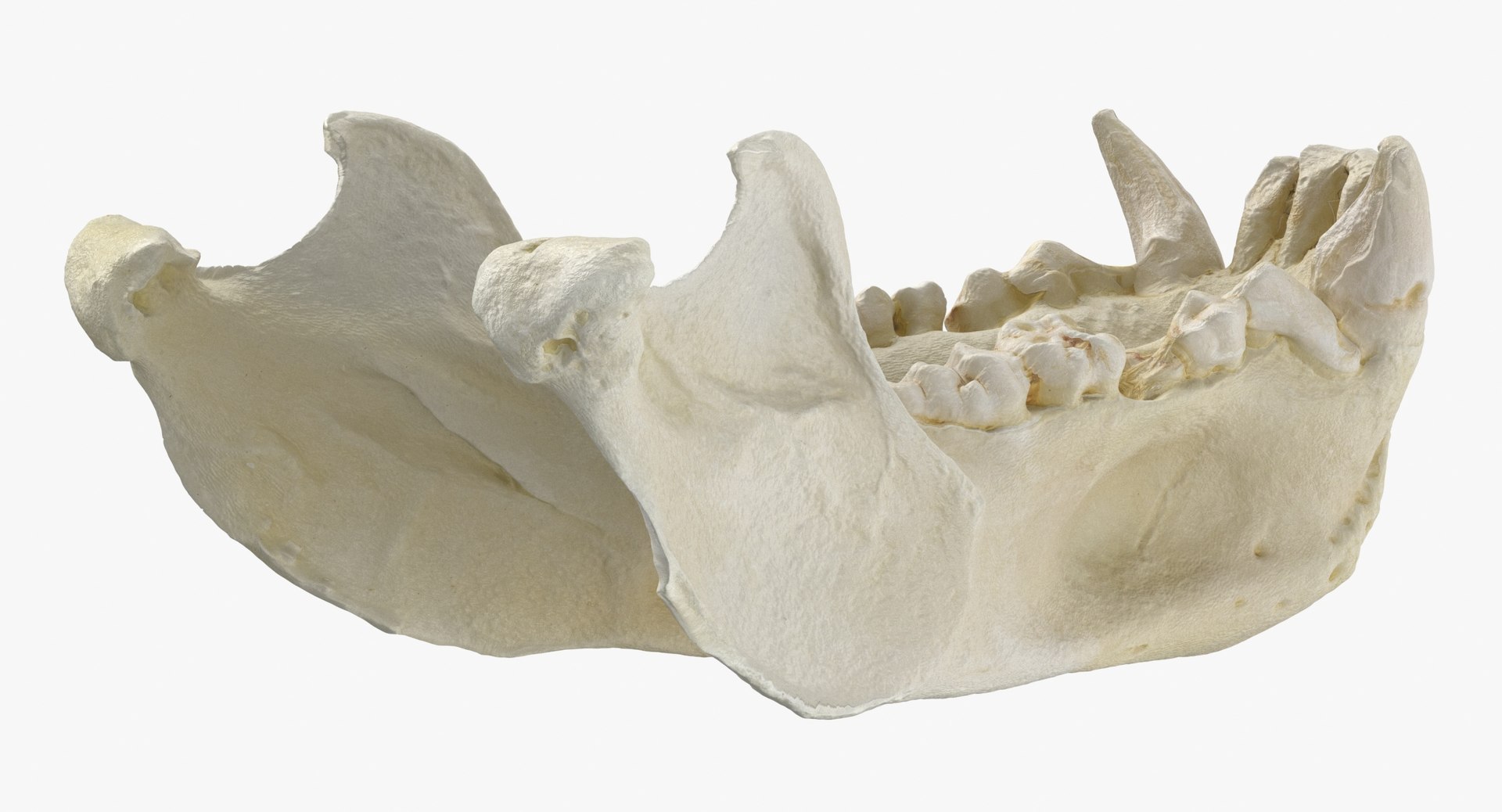 Pavian Monkey Male Jaw 3D Model - TurboSquid 1573484