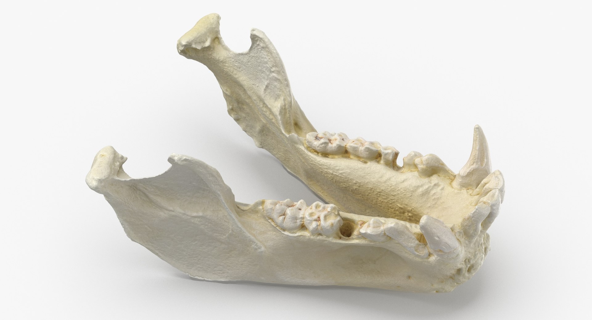 Pavian Monkey Male Jaw 3D Model - TurboSquid 1573484