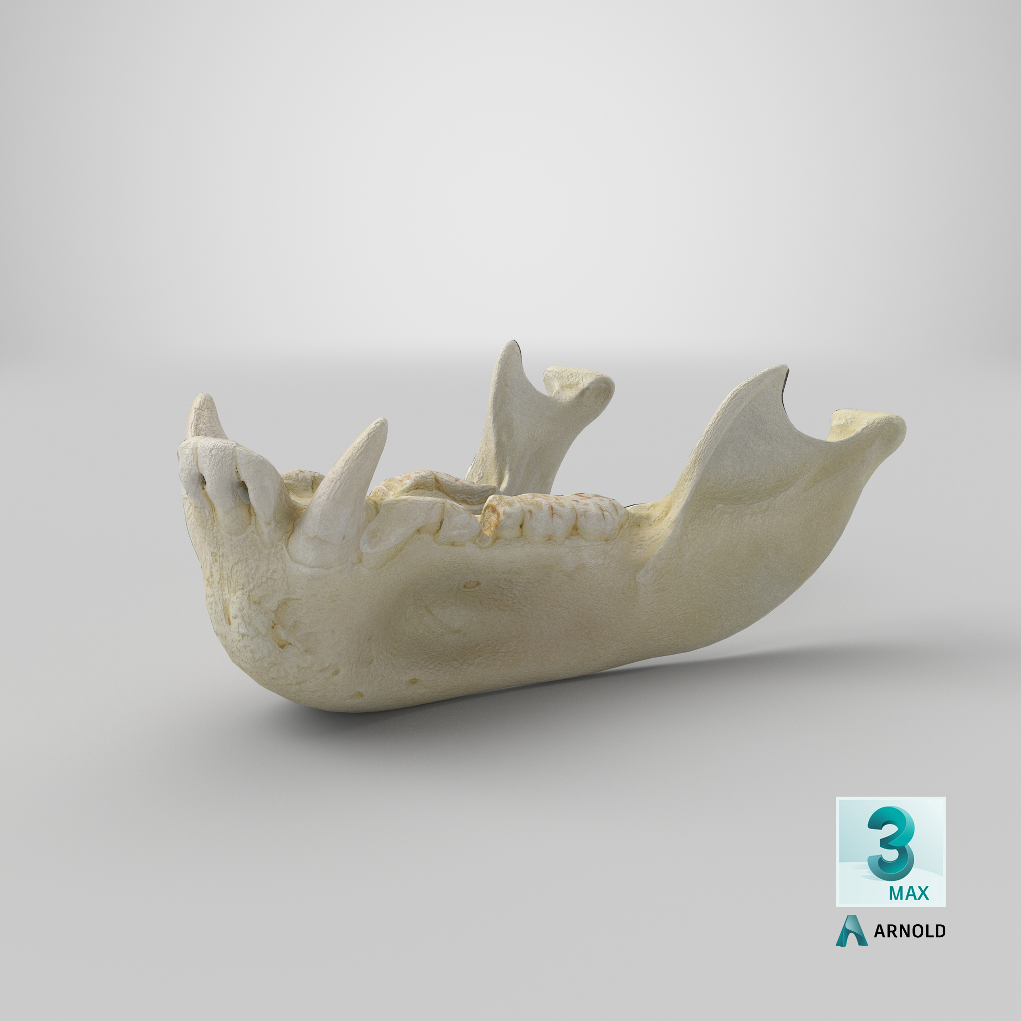 Pavian monkey male jaw 3D model - TurboSquid 1573484