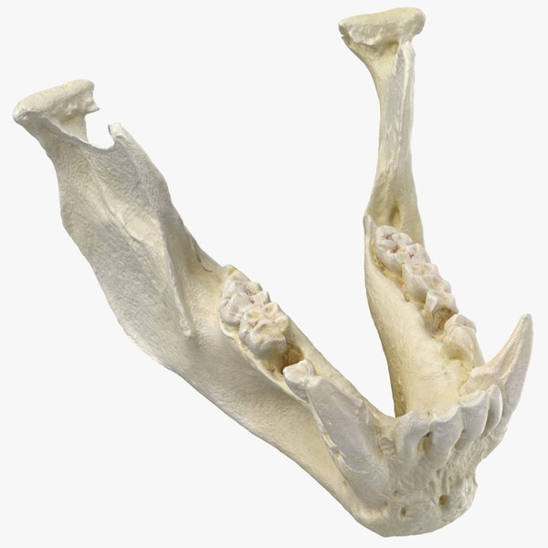 진짜 Pavian 원숭이 남성 턱 Mandibula 01 3D 모델 - TurboSquid 1573484