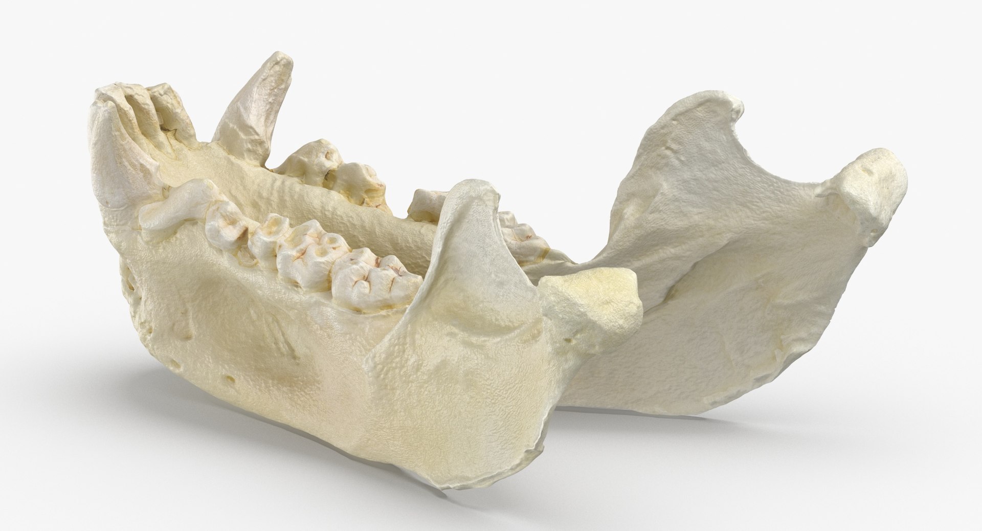 Pavian Monkey Male Jaw 3D Model - TurboSquid 1573484