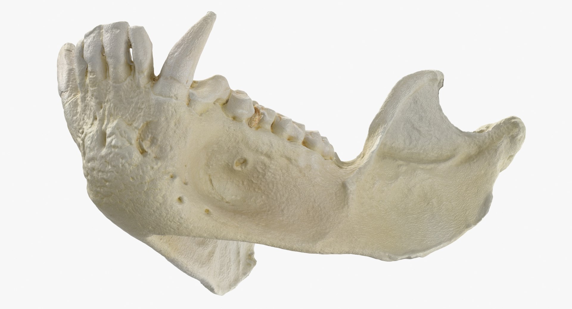 Pavian Monkey Male Jaw 3D Model - TurboSquid 1573484